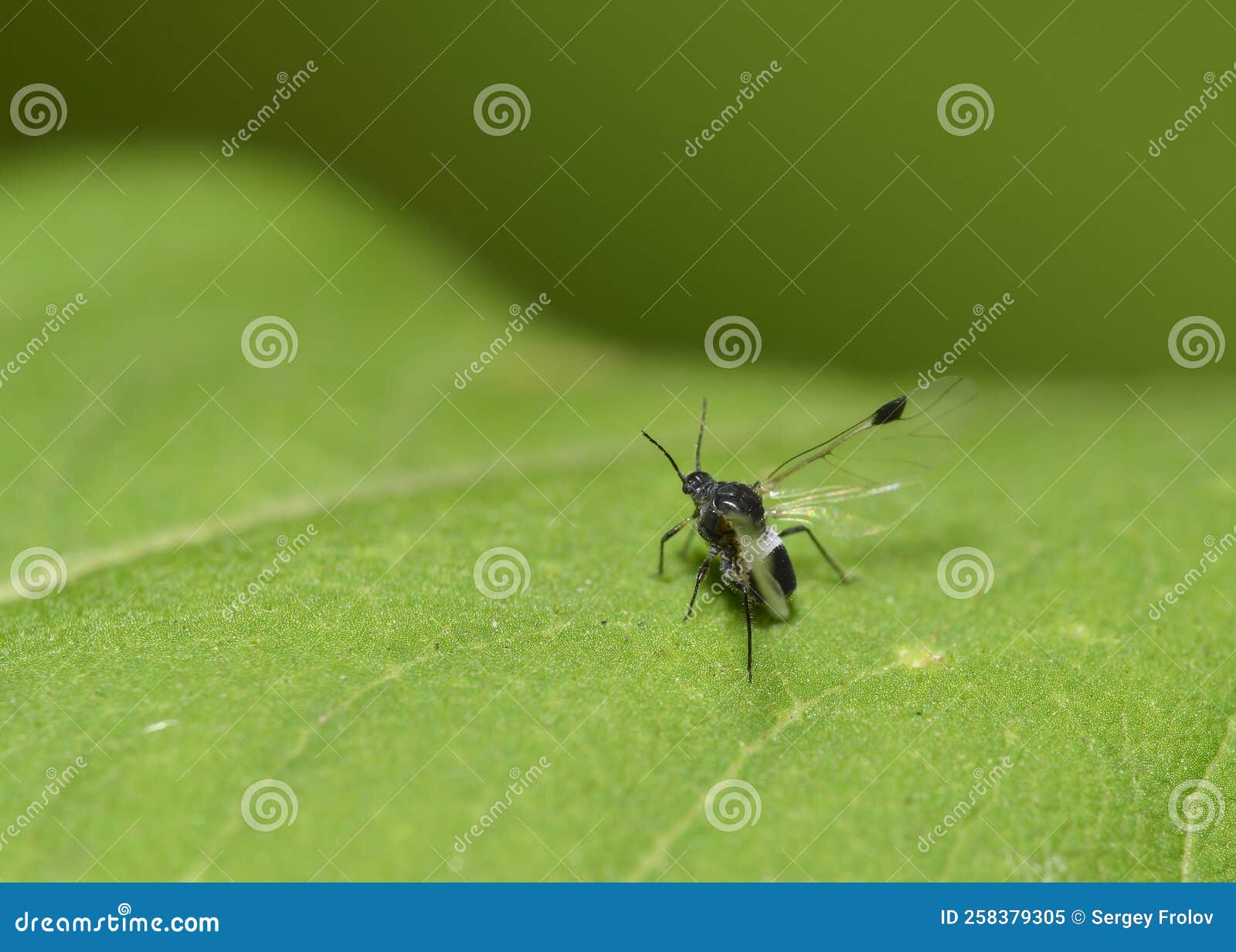 A Close-up View of a 1 Mm Midge Spreading Its Wings To Take Off from a ...