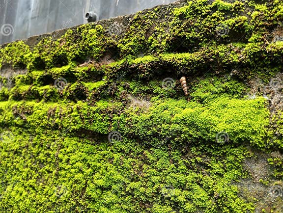 Close-Up View of Moss Growing on a Textured Wall Surface Outdoors Stock ...