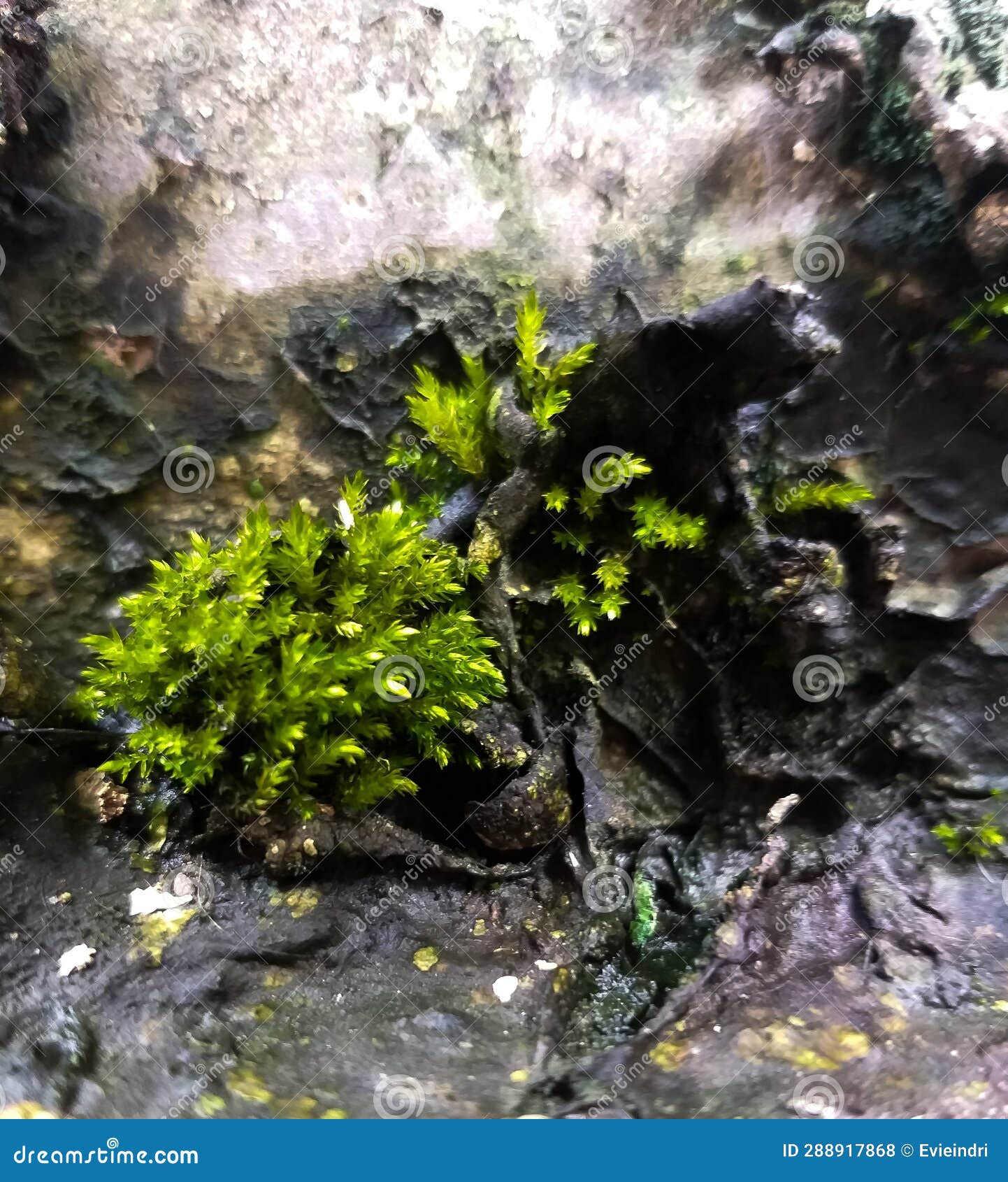 Close Up View of Moss Grows on Damp and Moldy Wall Stock Photo - Image ...