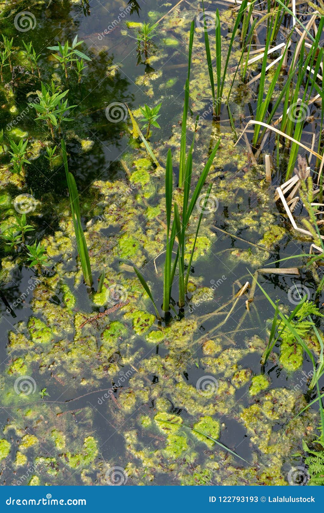 Swamp Texture with Green Algae Stock Image - Image of ecosystem, park ...