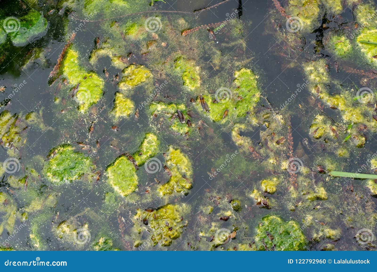 Swamp Texture with Green Algae Stock Photo - Image of background ...