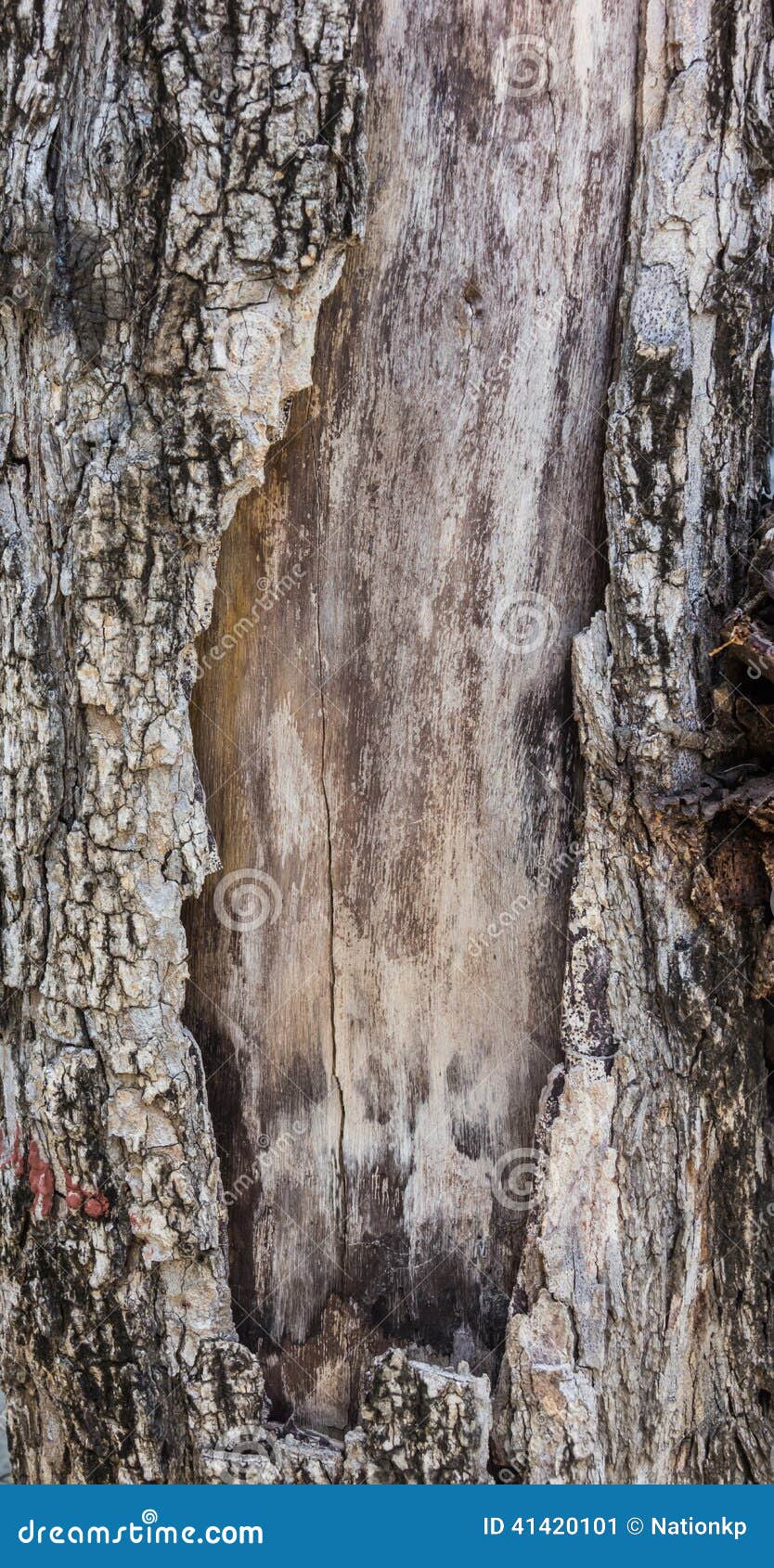 Close Up View of a Natural Texture Stock Image - Image of pattern ...