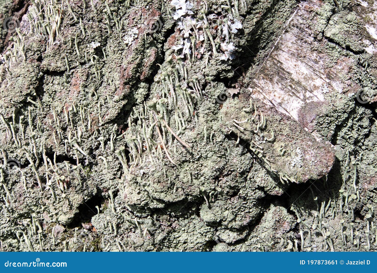 Birch tree bark with moss stock image. Image of rough - 197873661