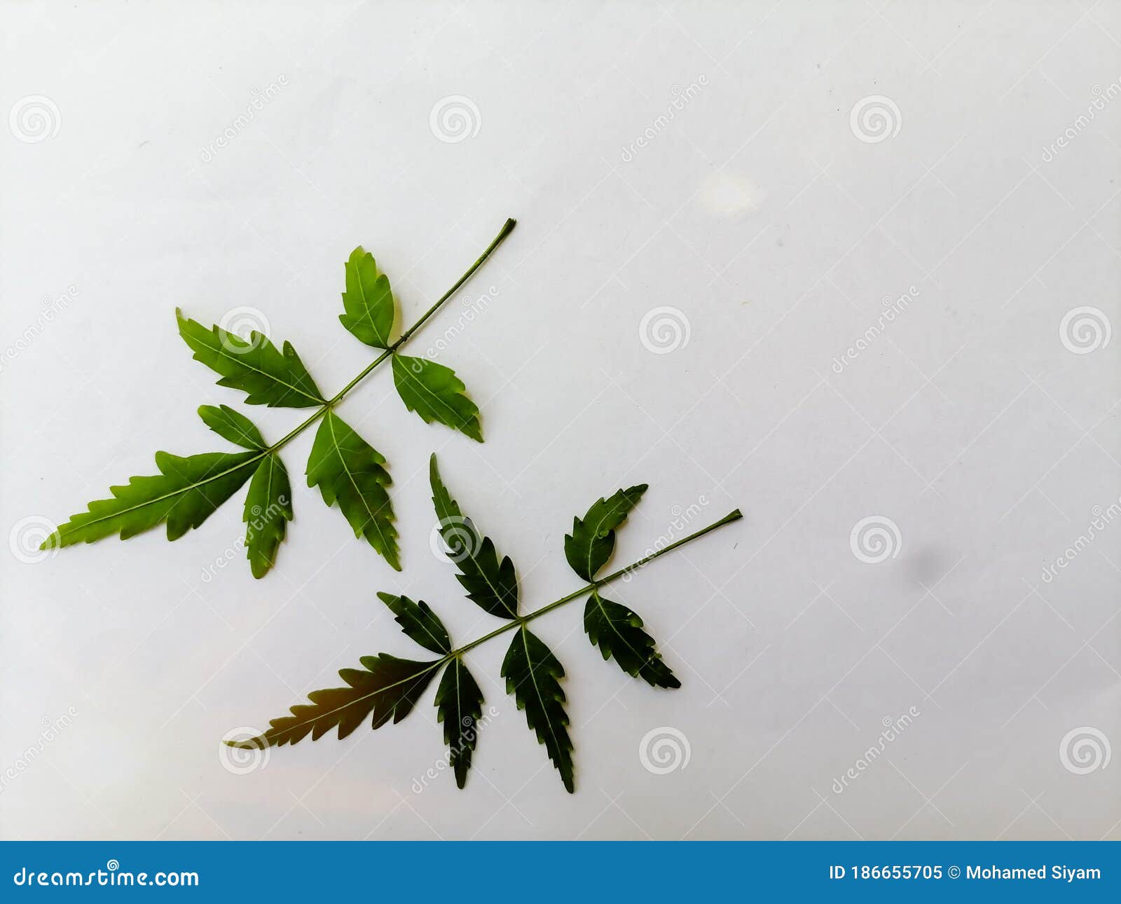 Close Up View of Neem Leaves with Space for Text in the White ...