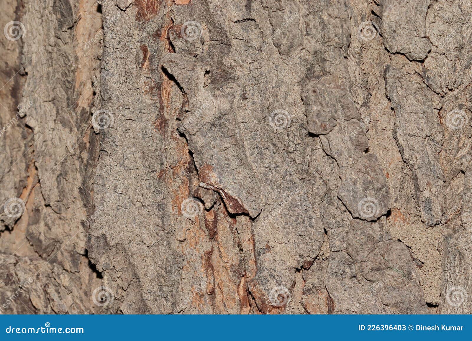 Close Up View of Neem Tree Bark and Pattern Background Stock Image ...