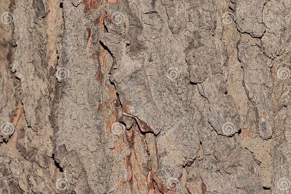 Close Up View of Neem Tree Bark and Pattern Background Stock Image ...