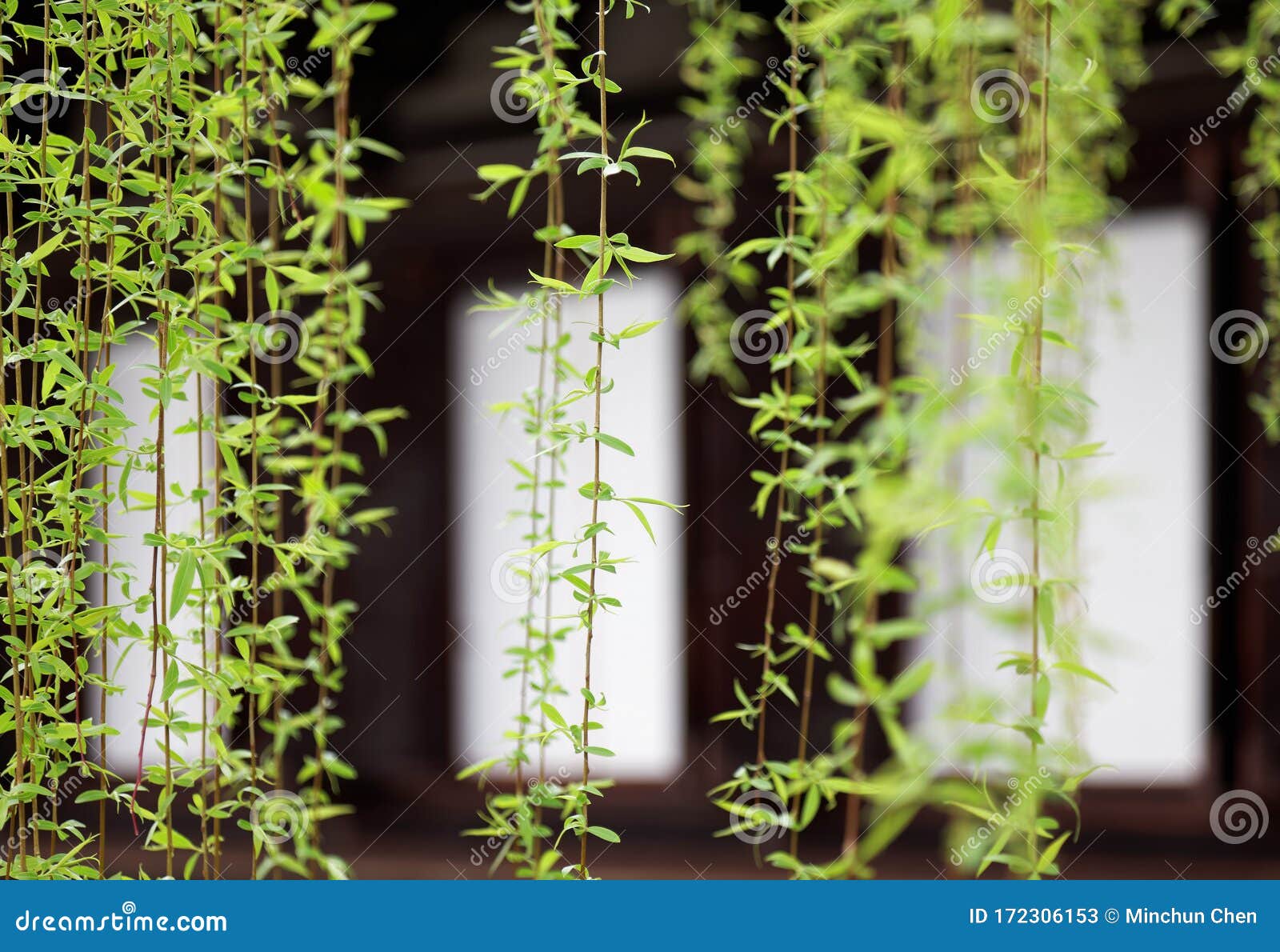 Close Up View of New Leaves Sprouting from the Drooping Branches of a ...