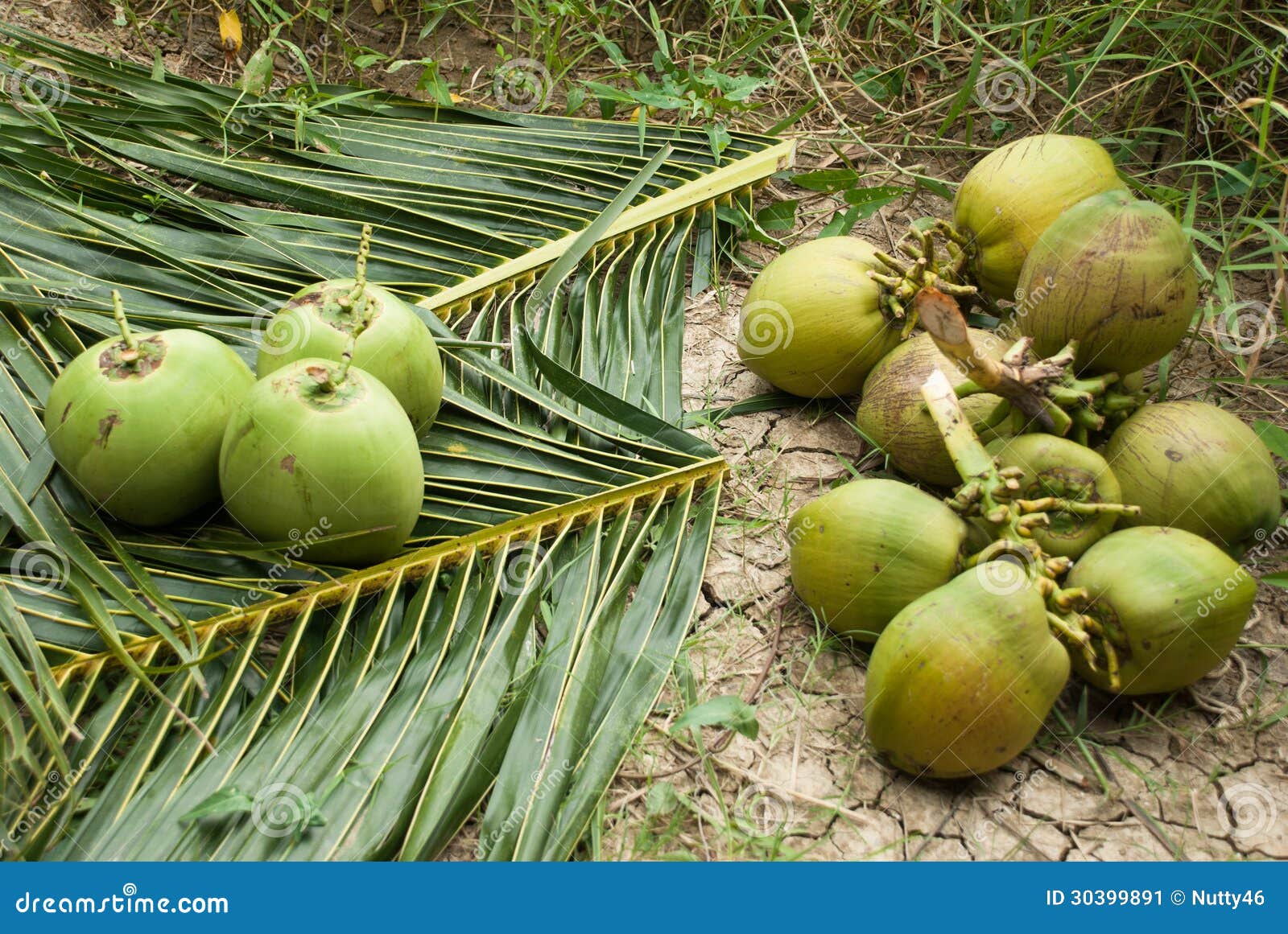 Close Up View of Nice Fresh Coconut Stock Image - Image of nature ...