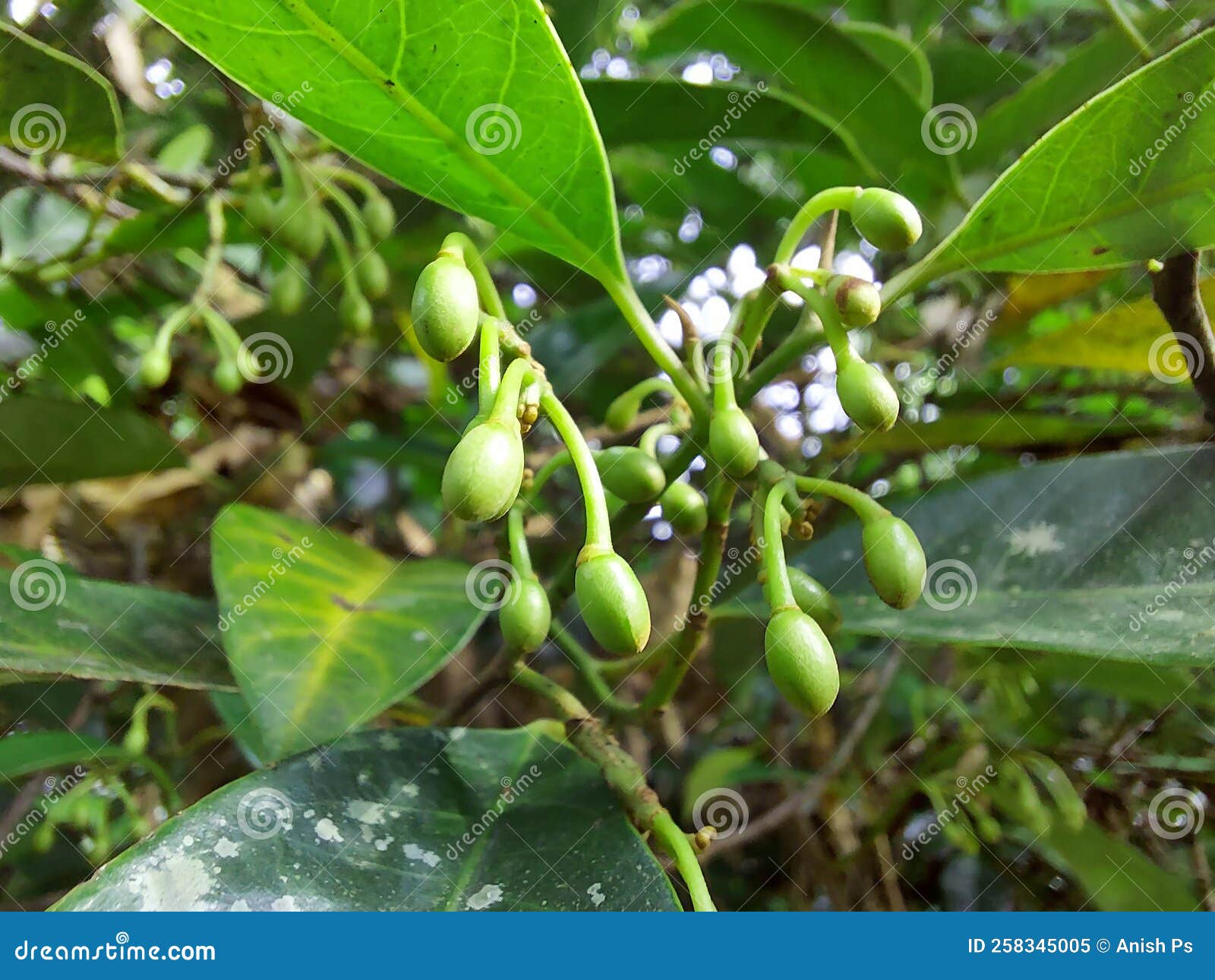 Meg Flower Stock Photos - Free & Royalty-Free Stock Photos from Dreamstime