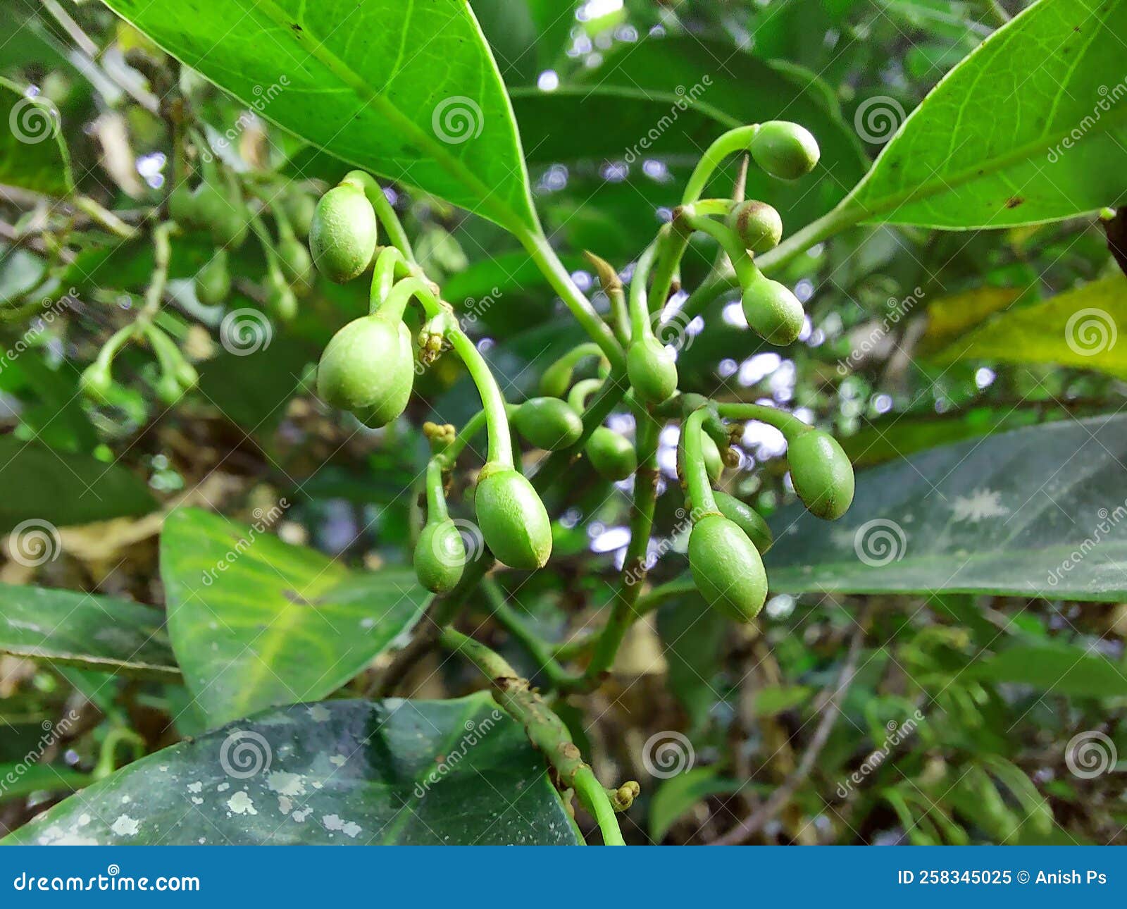 Close Up View Nut Meg Flower Stock Image - Image of close, spring ...