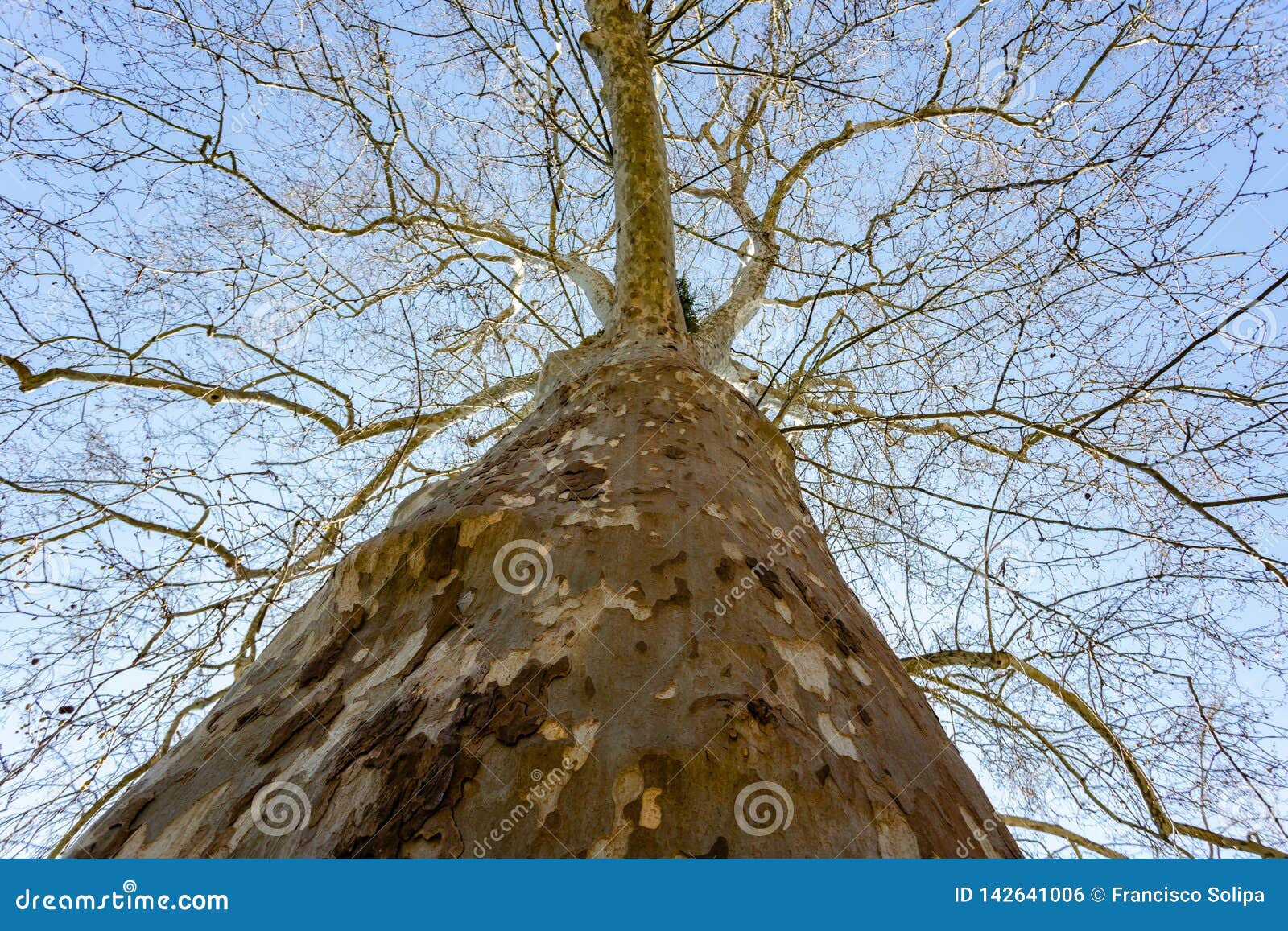 Close-up View of Old and Big Tree, from Down To Treetop without Leaves ...