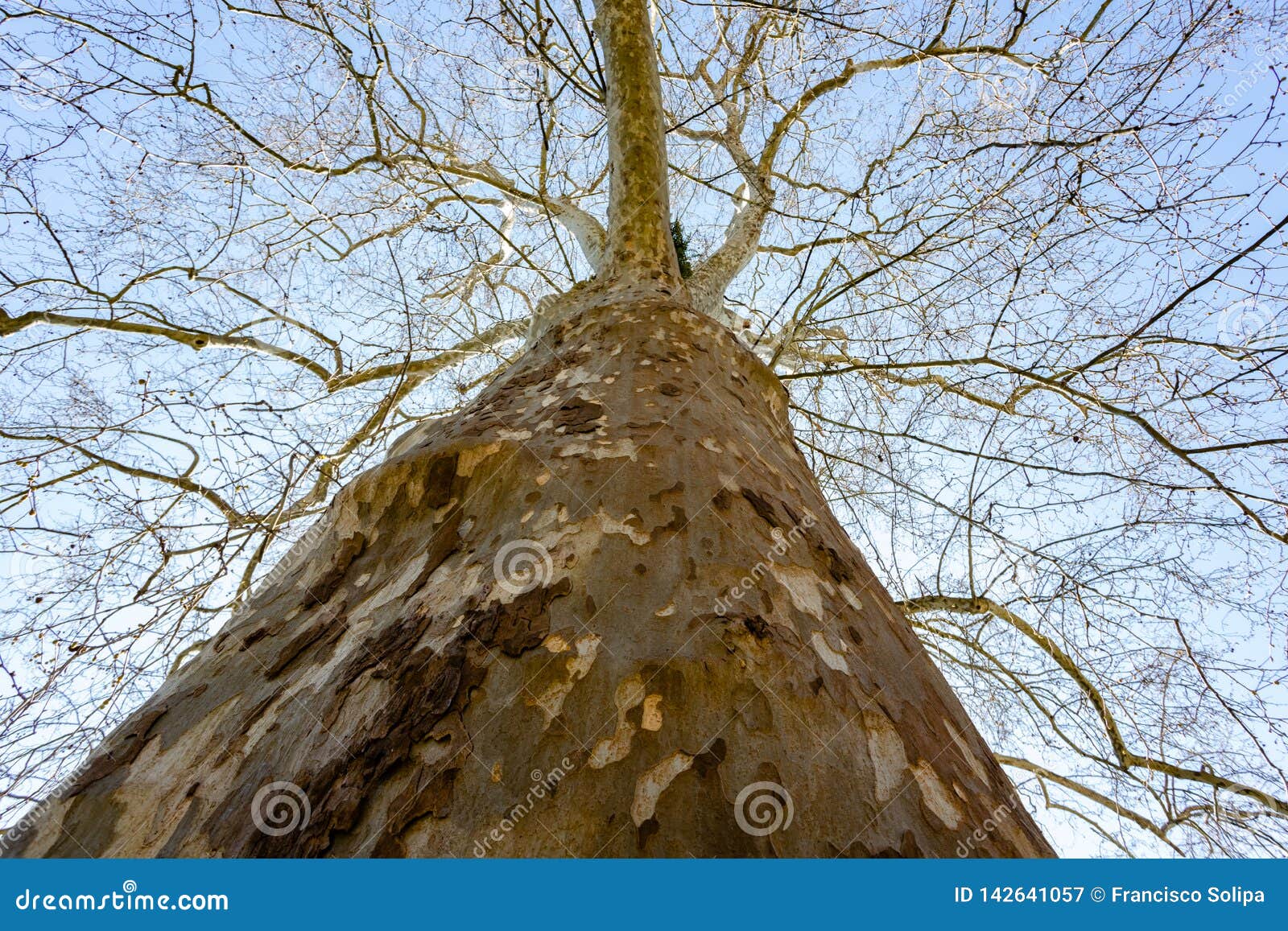 Close-up View of Old and Big Tree, from Down To Treetop without Leaves ...
