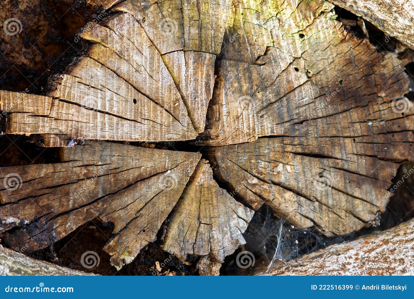 Close Up View of Old Chopped Off Tree Branch Stock Image - Image of ...