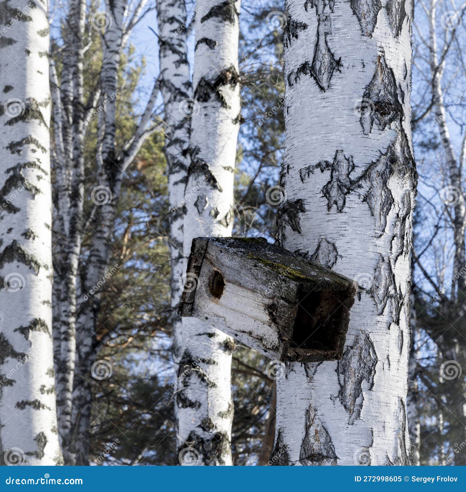 View of an Old Crooked Birdhouse Covered with Moss on a Birch Tree ...
