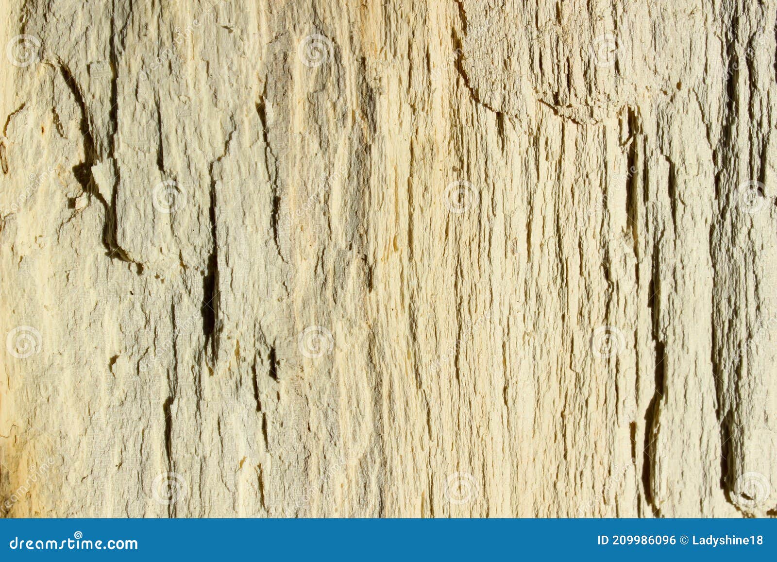 Close Up View of Old Wooden Bark,embossed Texture of the Brown Tree ...