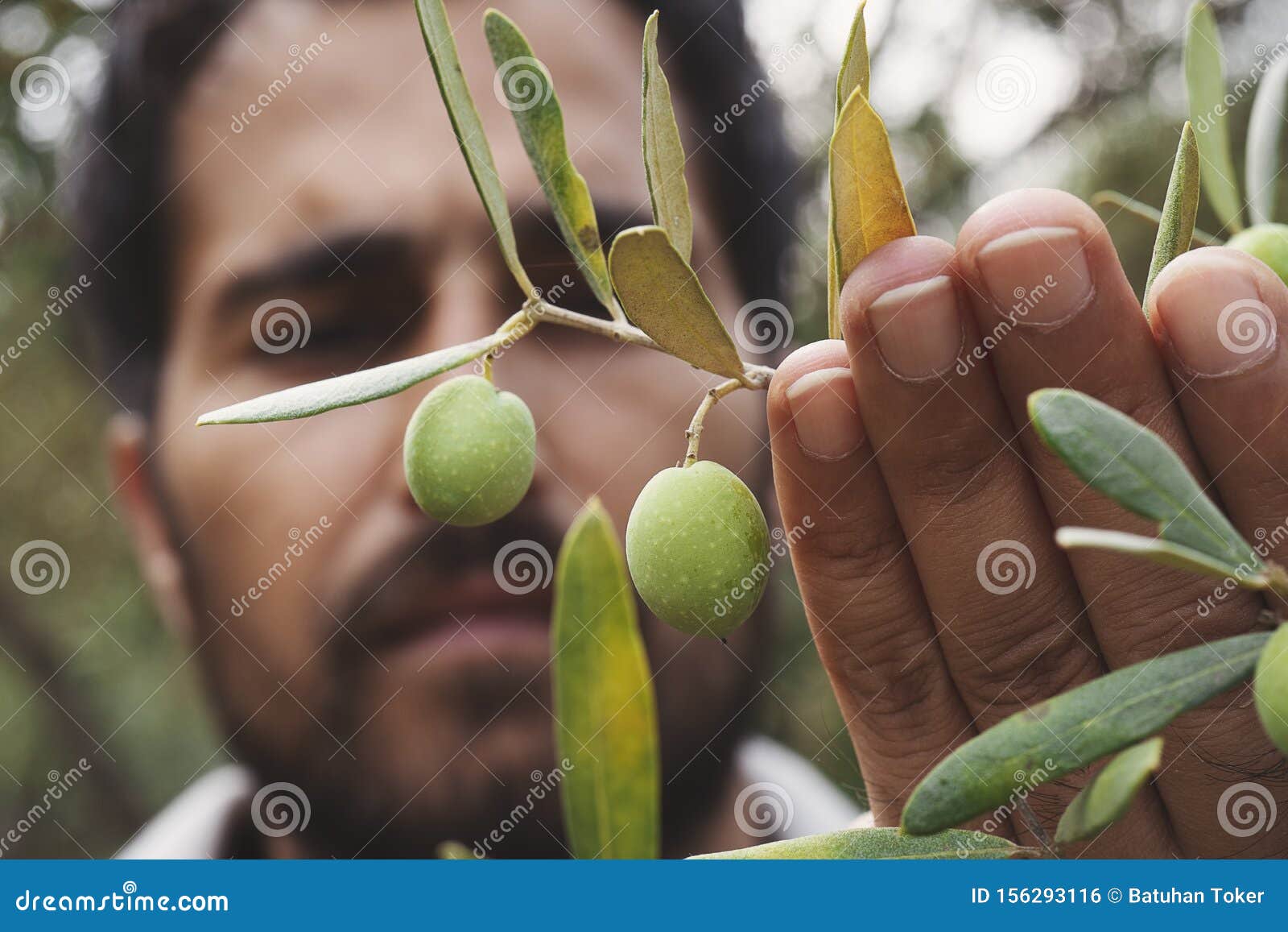 Close Up View of an Olive Pickers` Hand Picking Ripe Olives Stock Photo ...