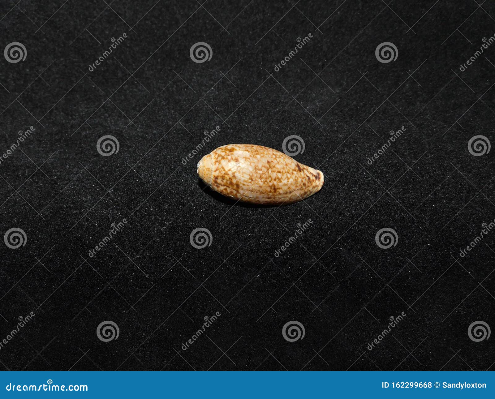 Olive shell stock photo. Image of brown, intertidal - 162299668