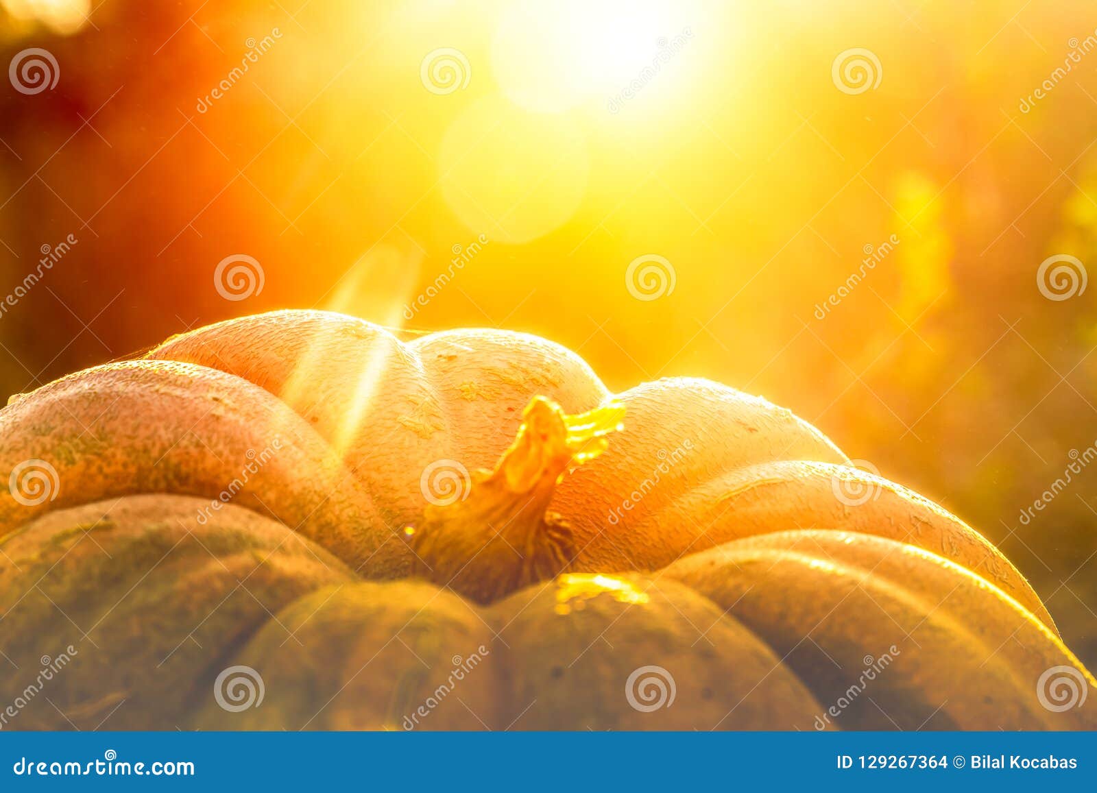 Close Up View of One Pumpkin in the Sunset Stock Photo - Image of close ...