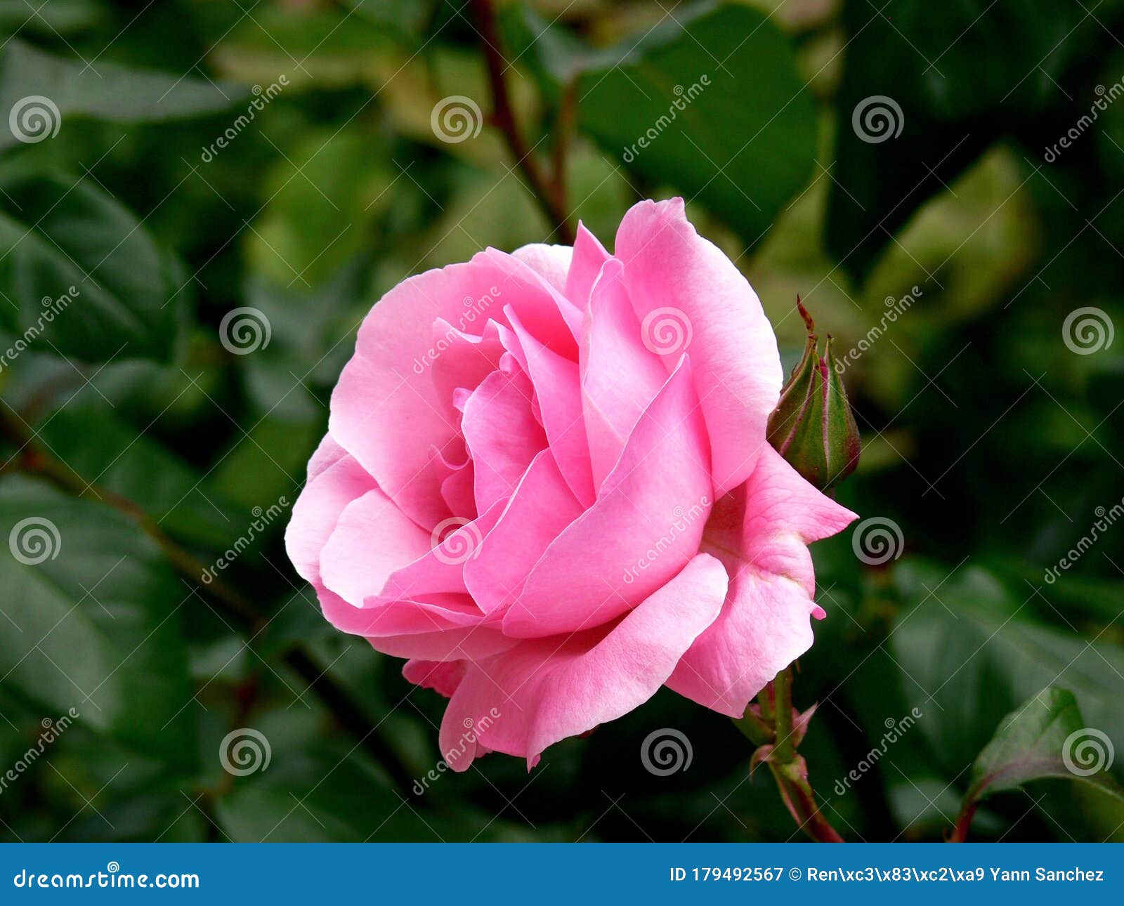 Pink Rose on a Green Background Stock Image - Image of nature, leaf ...