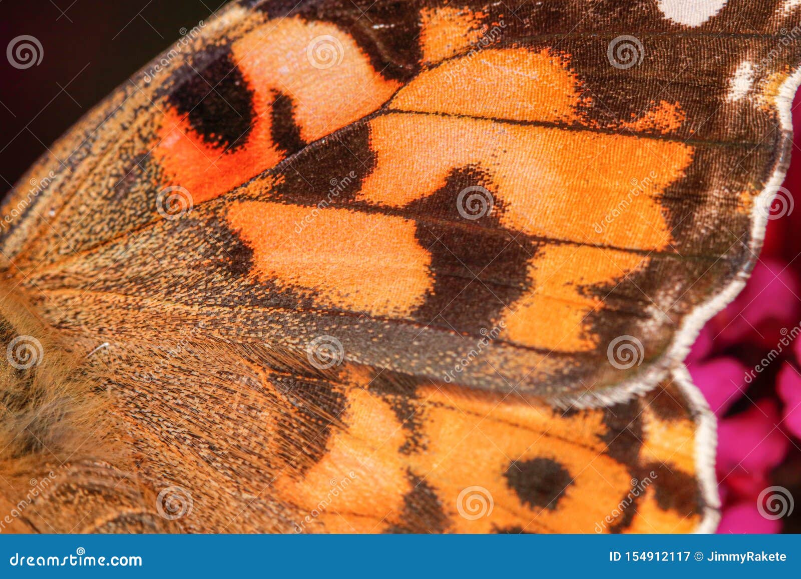 A Close-up View on an Orange Butterfly Wing, Nice Texture - Macro Shot ...