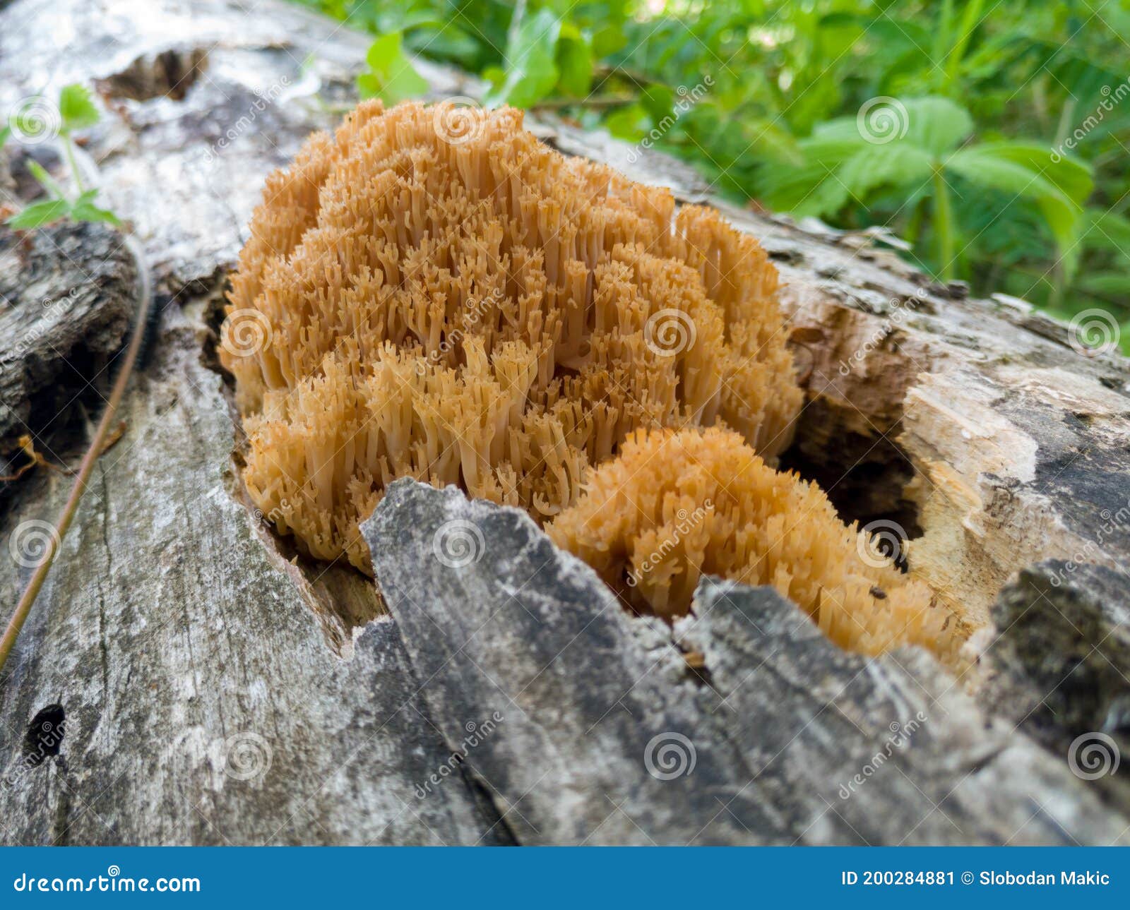 A Close-up View of an Orange Coral Mushroom on a Rotten Tree Stock ...