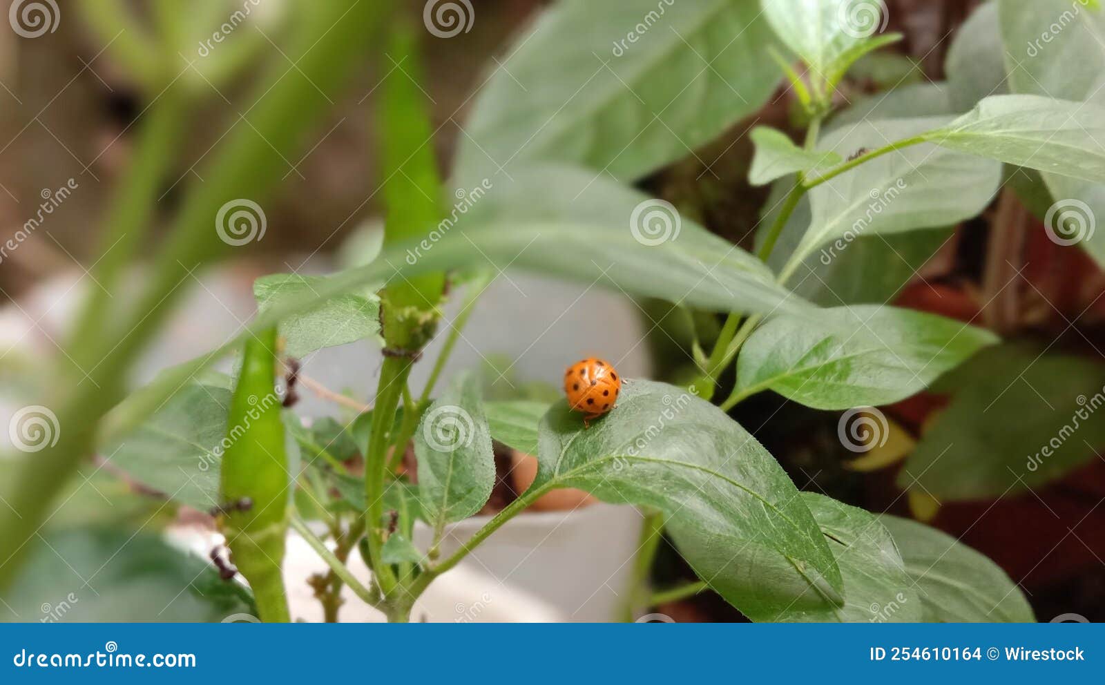 Close-up View of an Orange Ladybug on the Green Leaf of a Plant Under ...