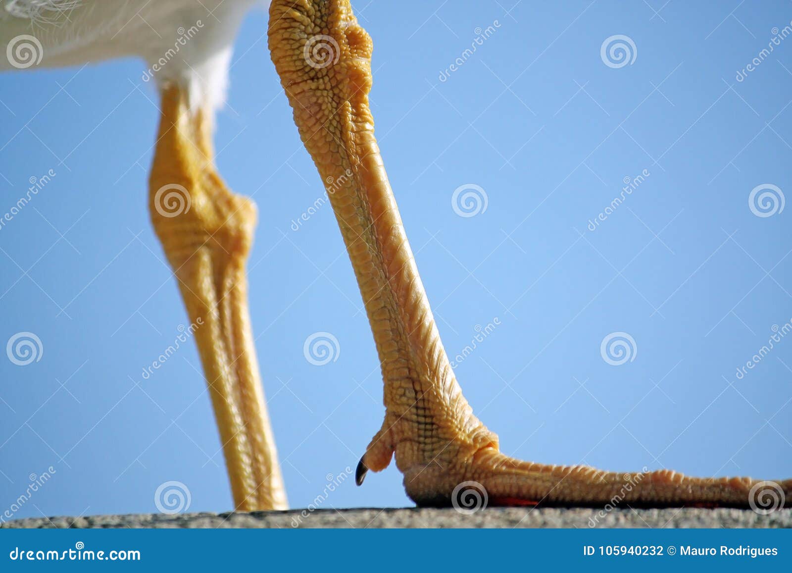 Seagull leg stock photo. Image of orange, bird, marine - 105940232