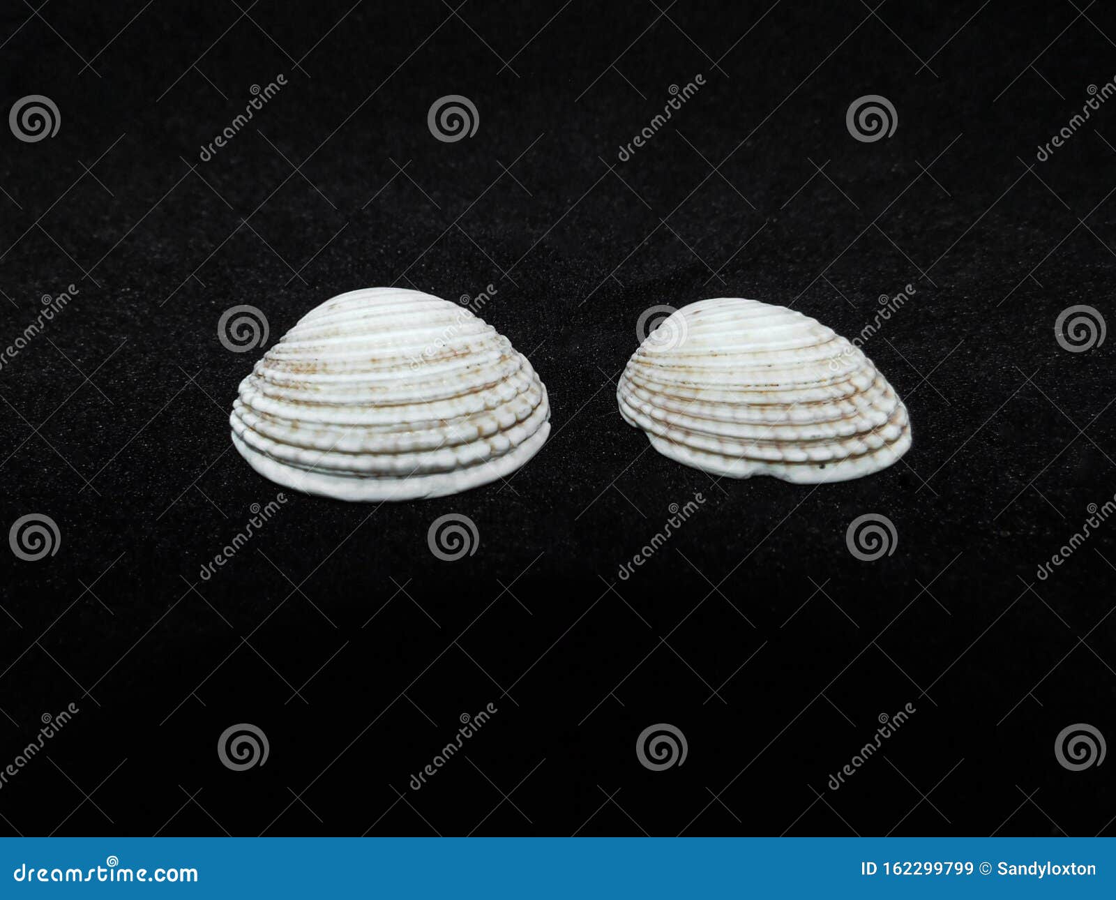 A pair of Venus shells stock image. Image of jeffreys - 162299799