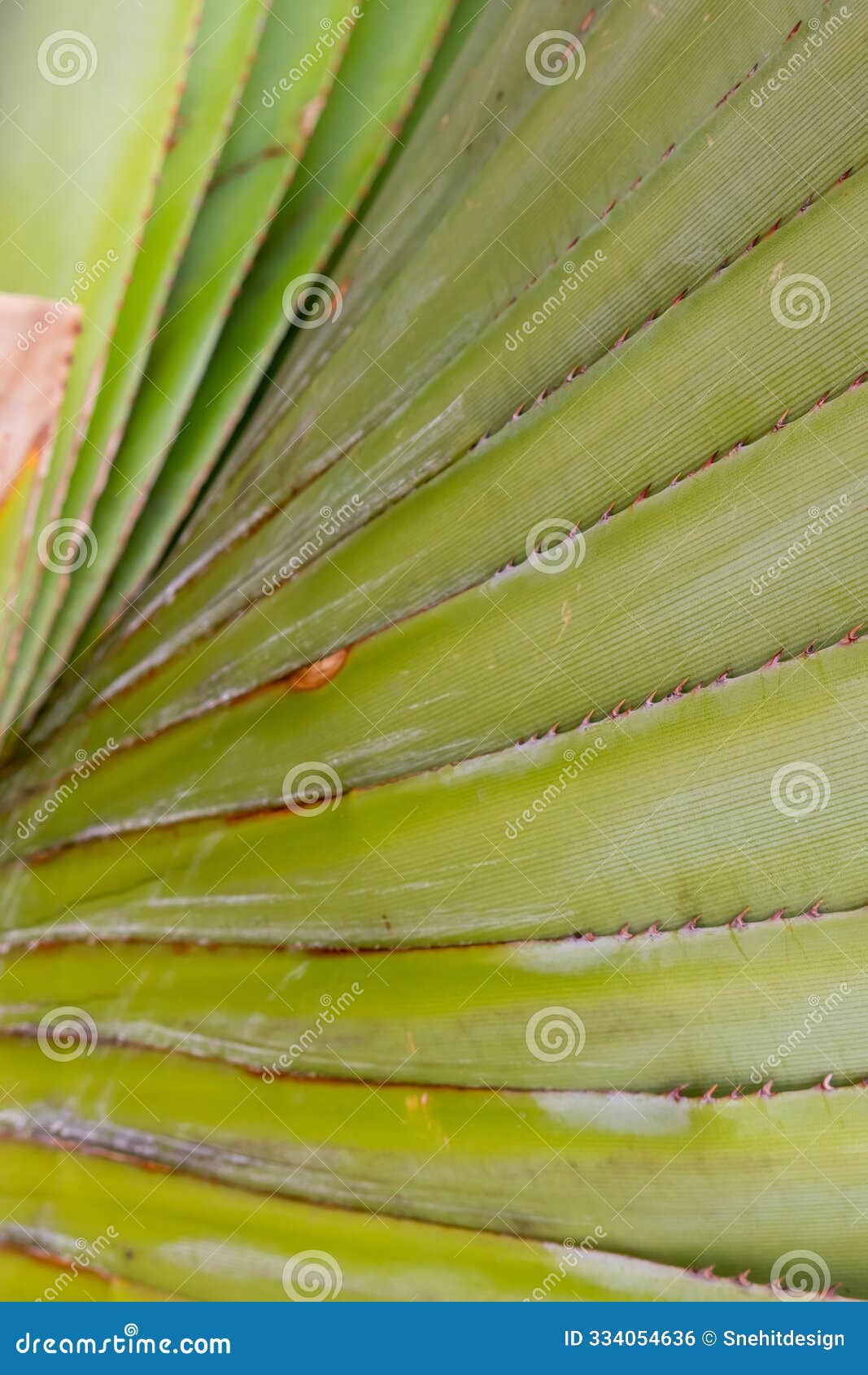 Top View Of Pandanus Plant Stock Image | CartoonDealer.com #221099197