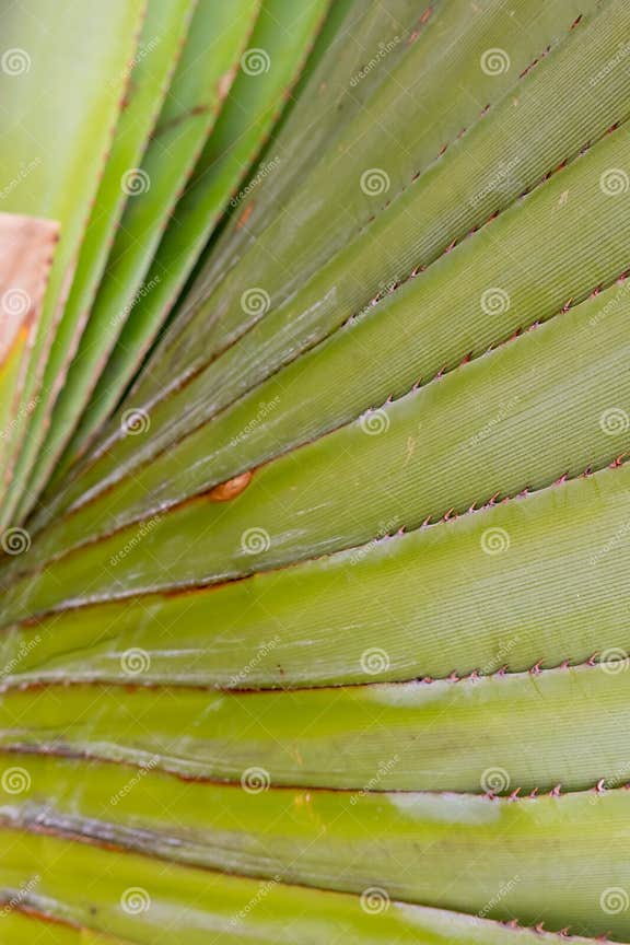 Close Up View of Pandanus Utilis Plant Leaf Stock Photo - Image of ...