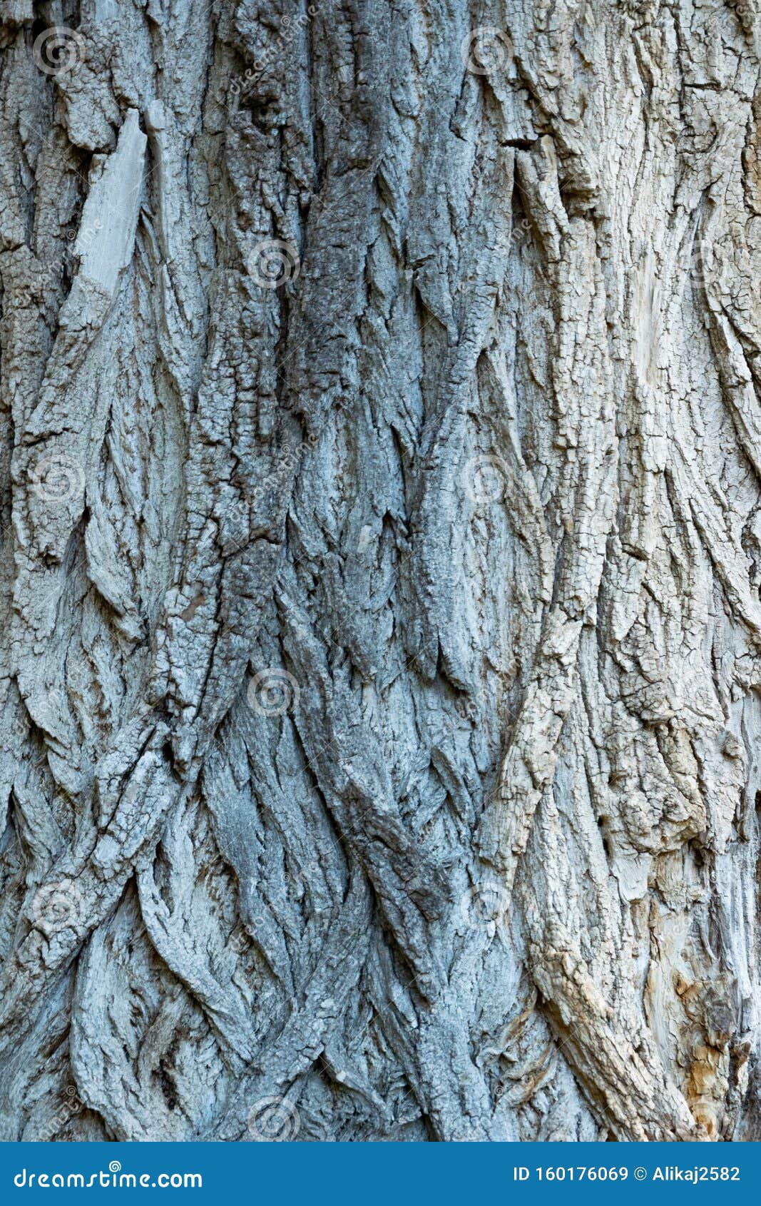 Close Up View of Particular Tree Bark Stock Image - Image of annual ...