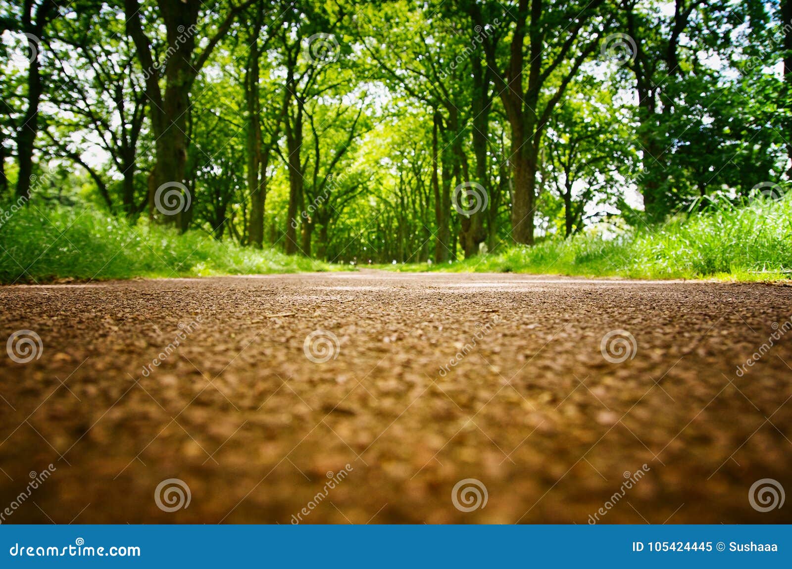 Path in the Park. Close Up of the Ground. Stock Image - Image of ...