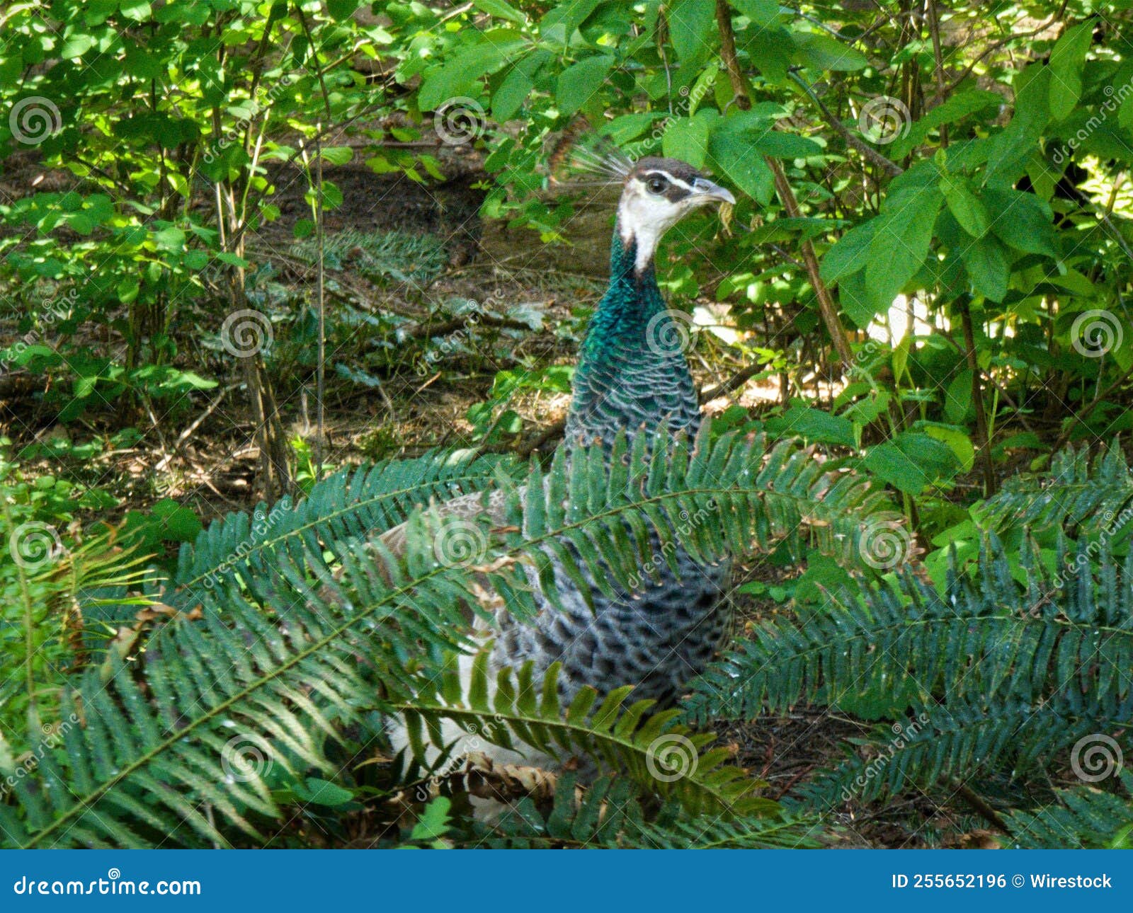 Close-up View of a Peafowl Head Rising from the Green Leafy Plants ...