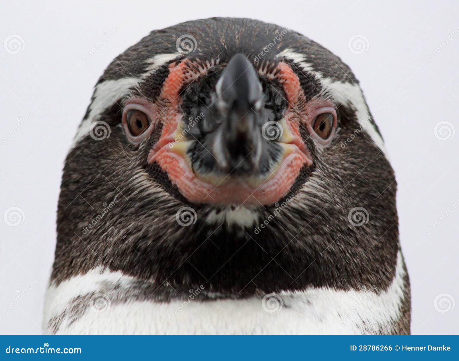 Close-up view of a Penguin stock photo. Image of polar - 28786266