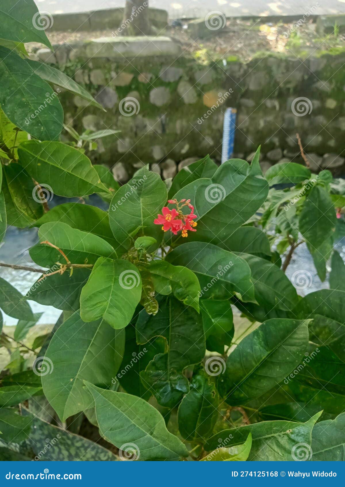 Close Up View of Peregrina Plant Stock Photo - Image of outdoor, fresh ...
