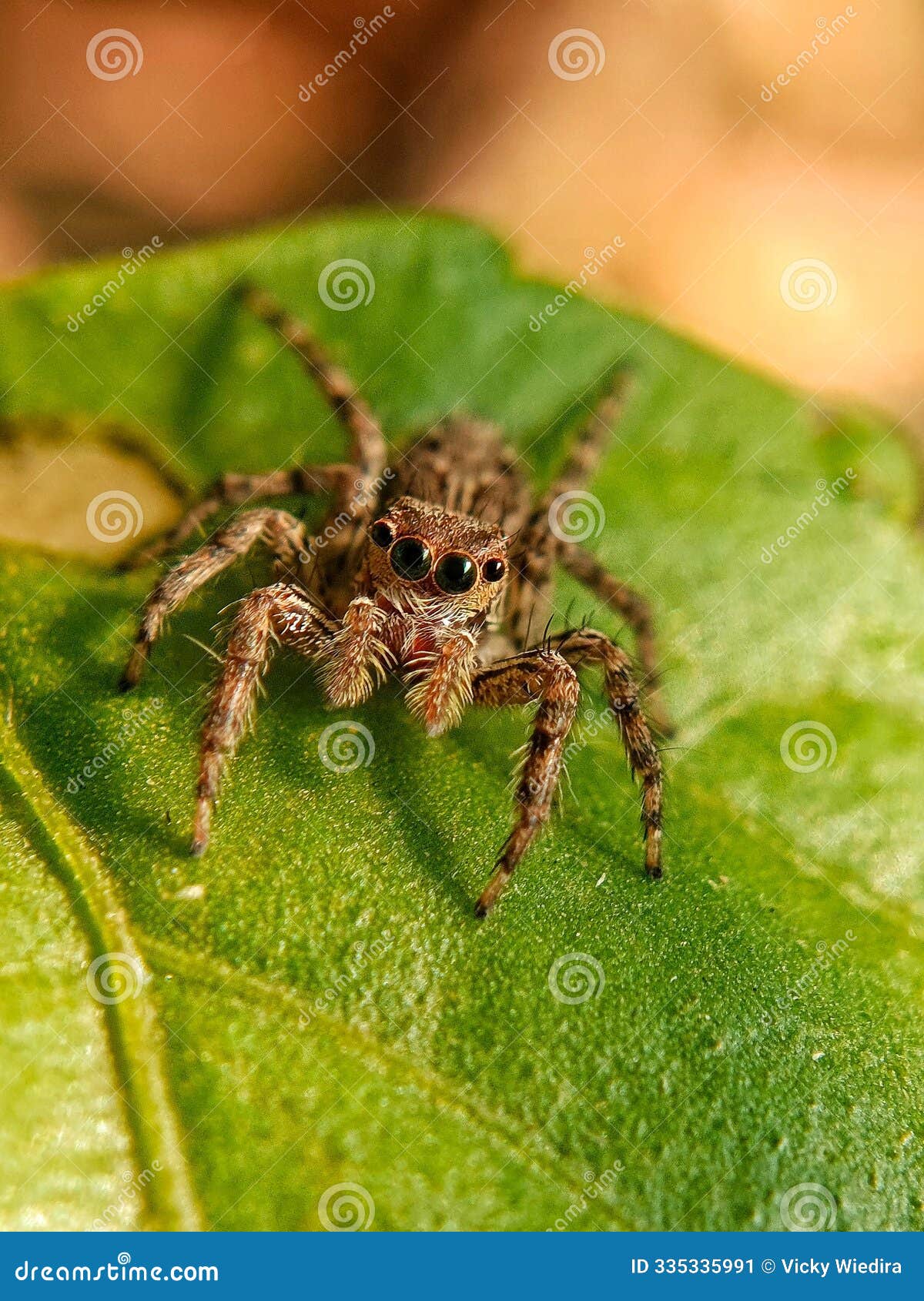 Close-up View of Phidippus Pius or so-called Spider with Blurred ...