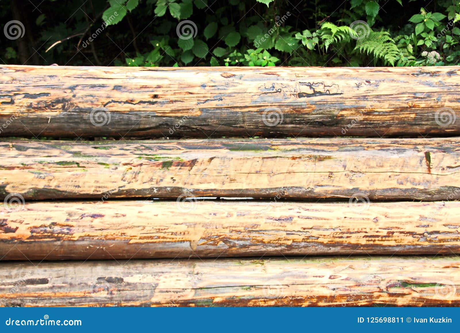 A Close-up View of Pine Logs Stacked Horizontally and the Structure of ...
