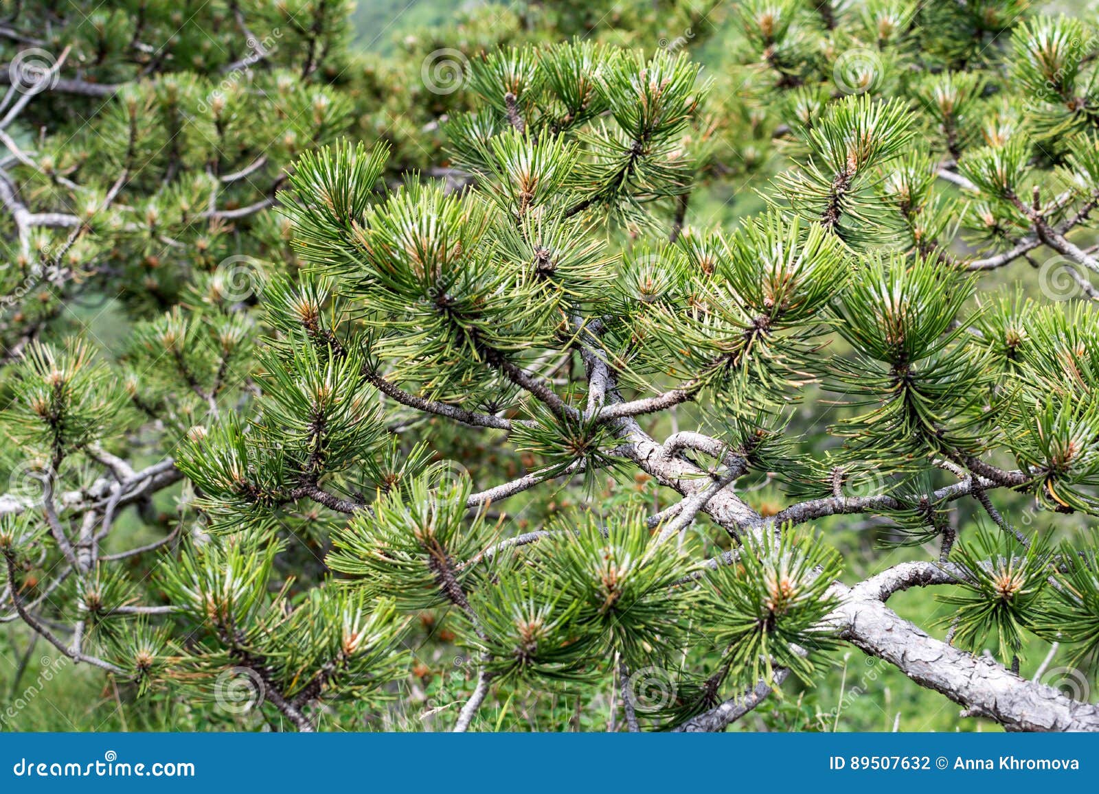 Close Up View of Pine Tree Branch. Stock Photo - Image of green, larch ...