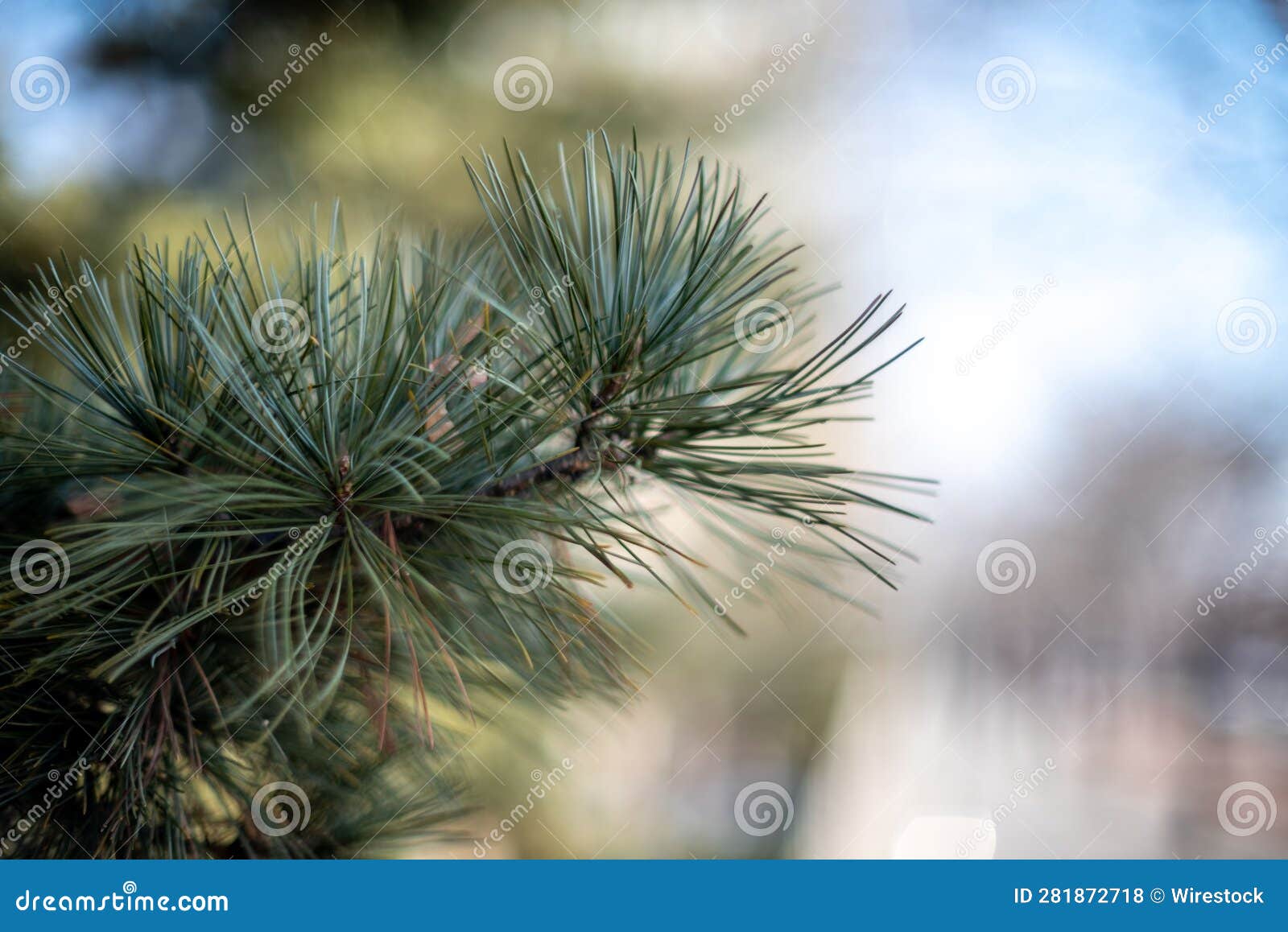 Close-up View of a Pine Tree, Showcasing Its Lengthy Needles and ...