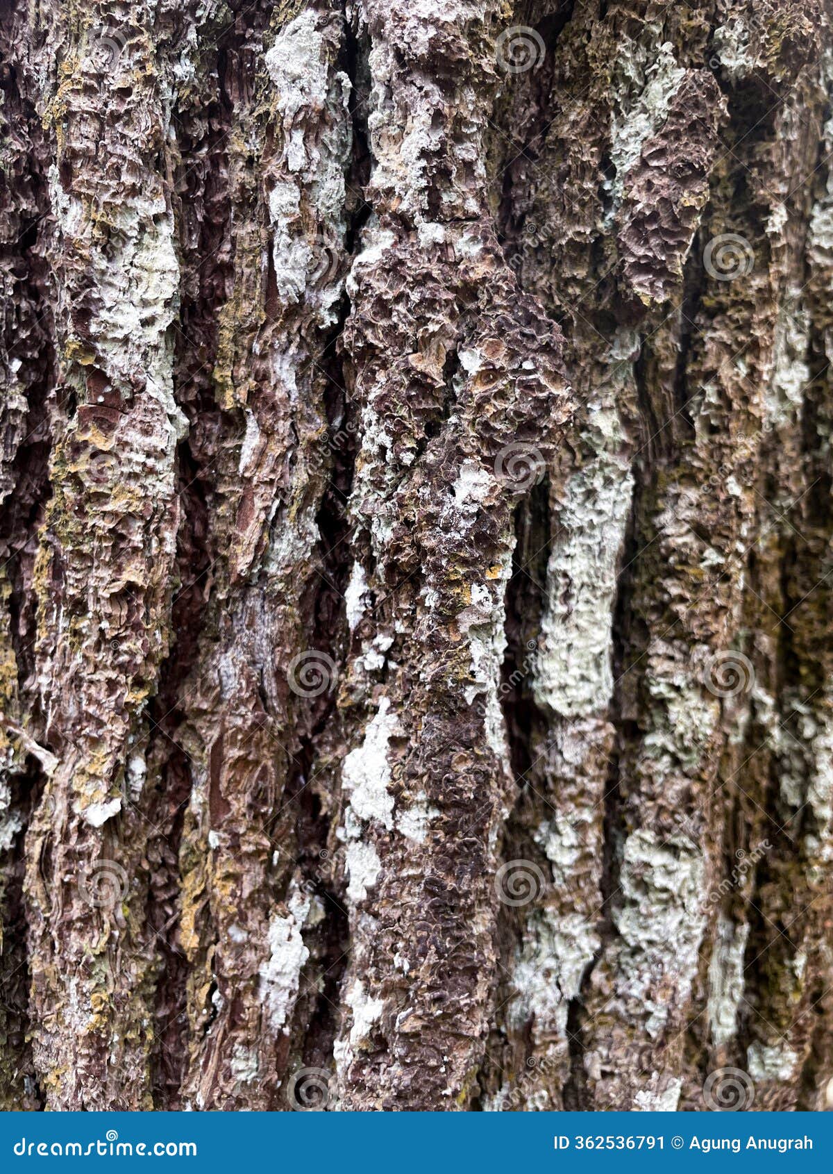 Close Up View of a Pine Tree Trunk Used As a Texture Background Stock ...