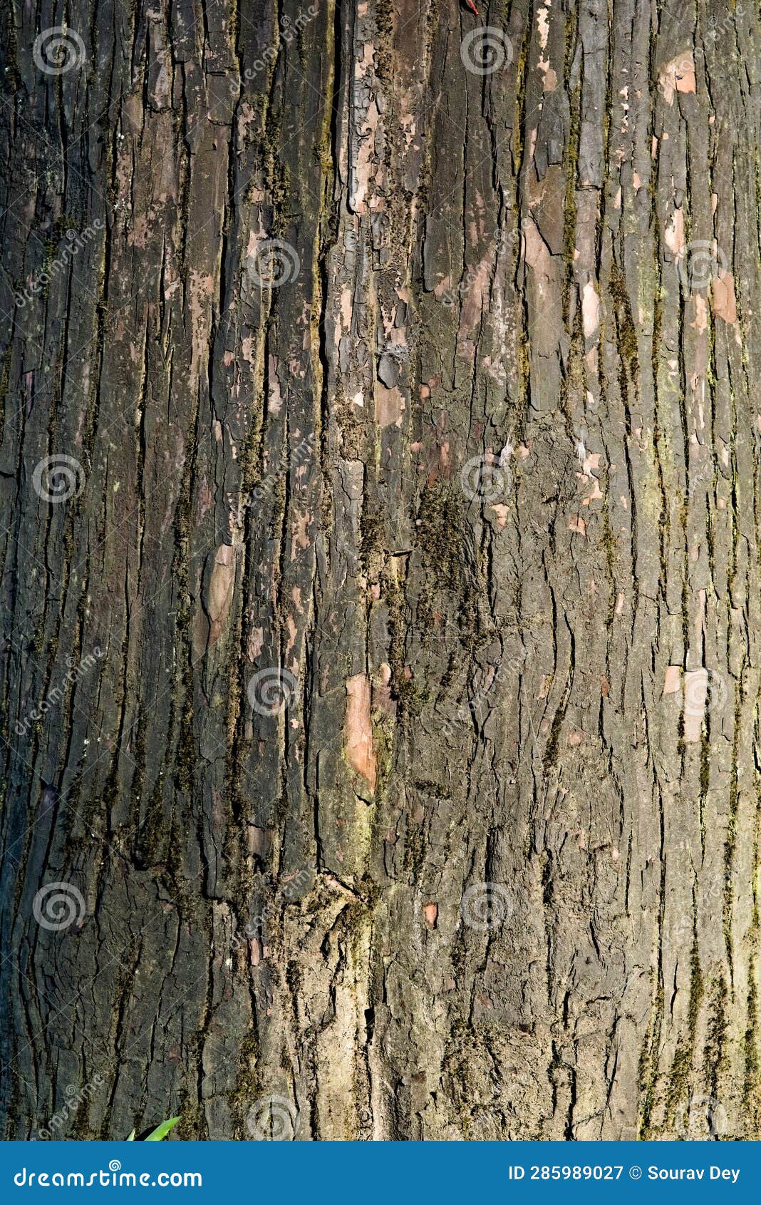 Close Up View of Pine Wood Tree Trunk Stock Image - Image of brown ...