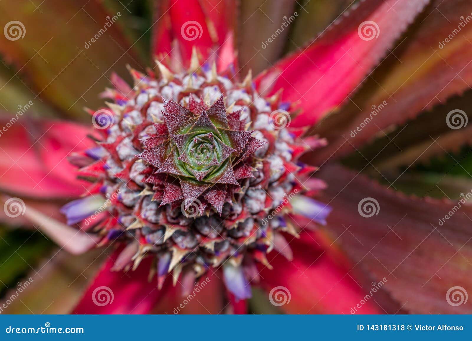Close-up View of Pineapple Sprout in Its First Weeks Stock Photo ...