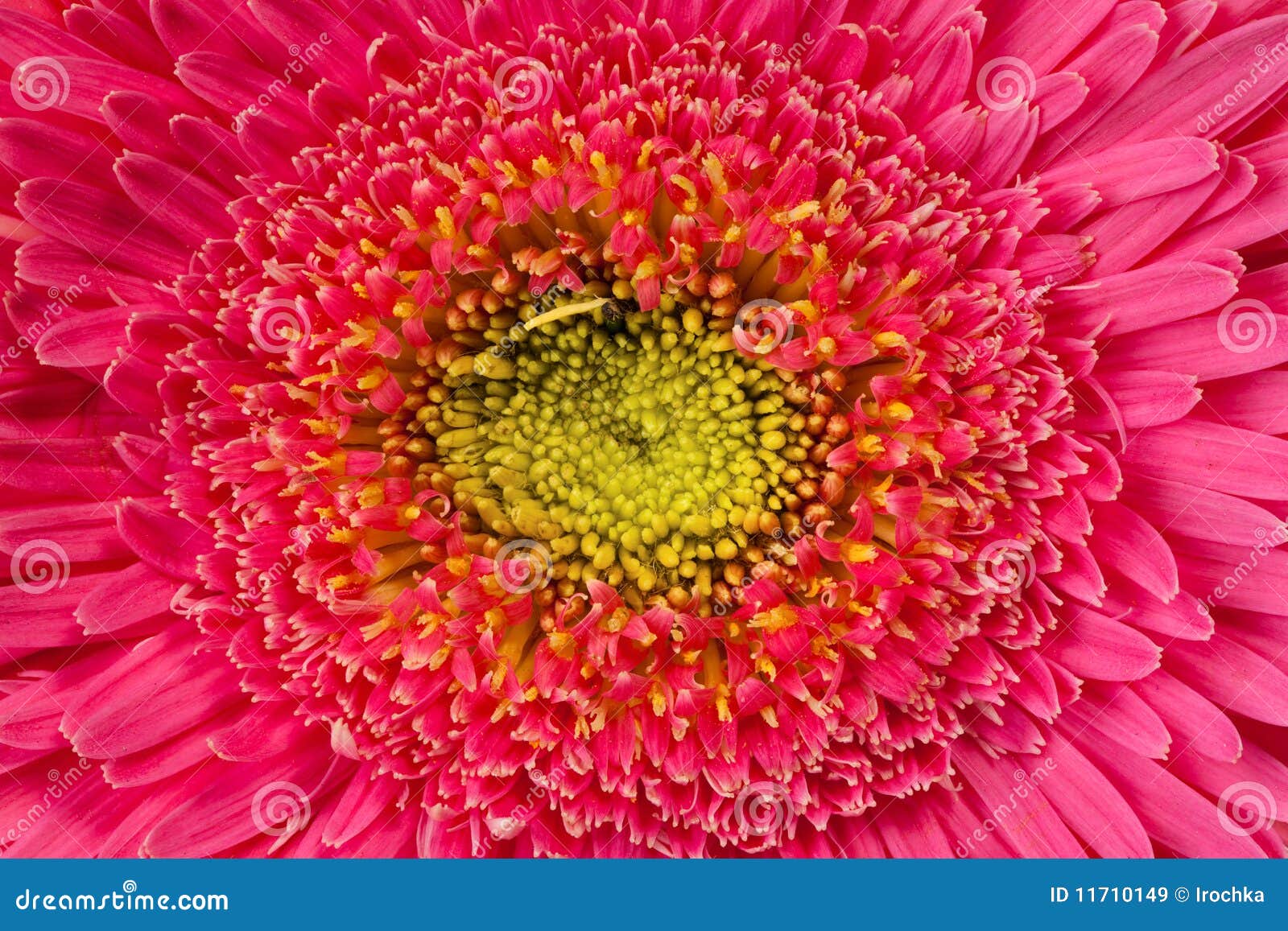 Close Up View of Pink Daisy Stock Image - Image of macro, fresh: 11710149