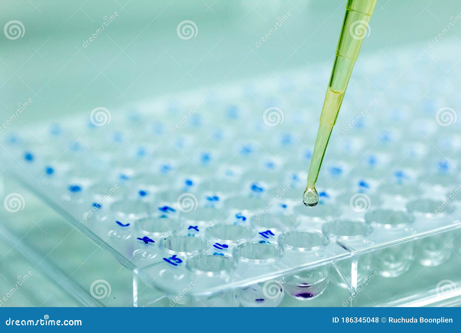 Close Up View of Pipette Dropping Serum Specimen To Microplate. Stock ...