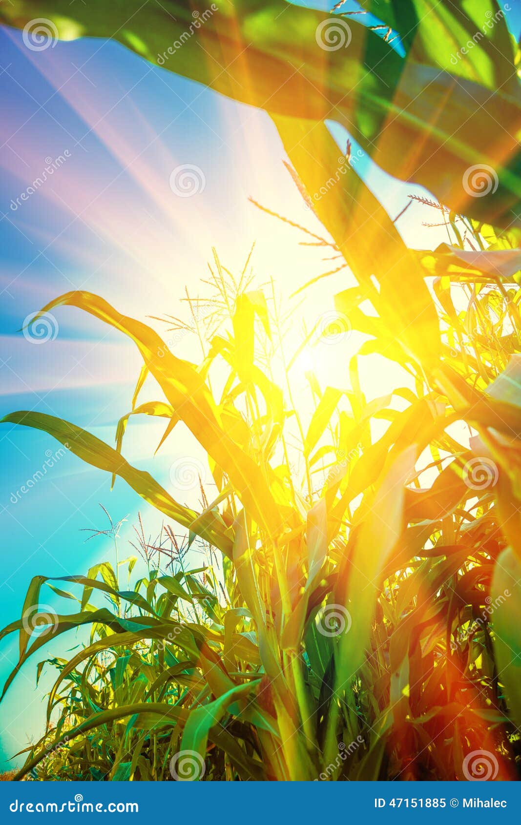Close Up View on Plants of Corn with Translucent Sun Instagram S Stock ...