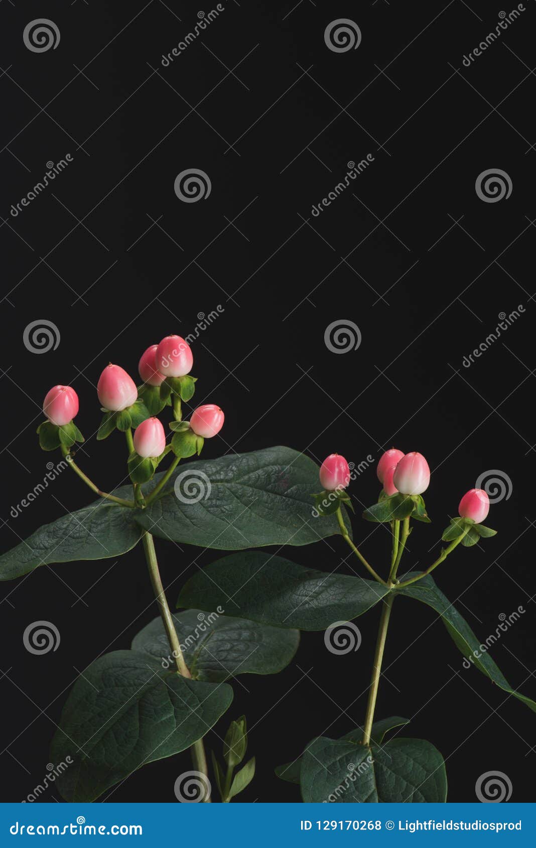Close Up View of Plants with Pink Hypericum Berries Stock Photo - Image of isolatedonblack ...