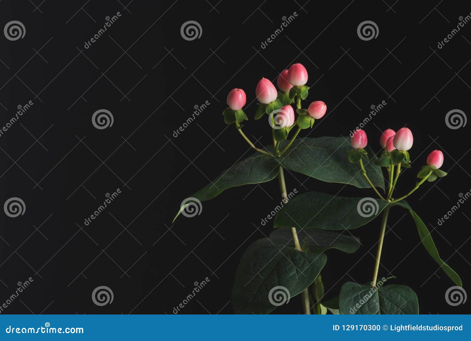 Close Up View of Plants with Pink Hypericum Berries Stock Photo - Image ...