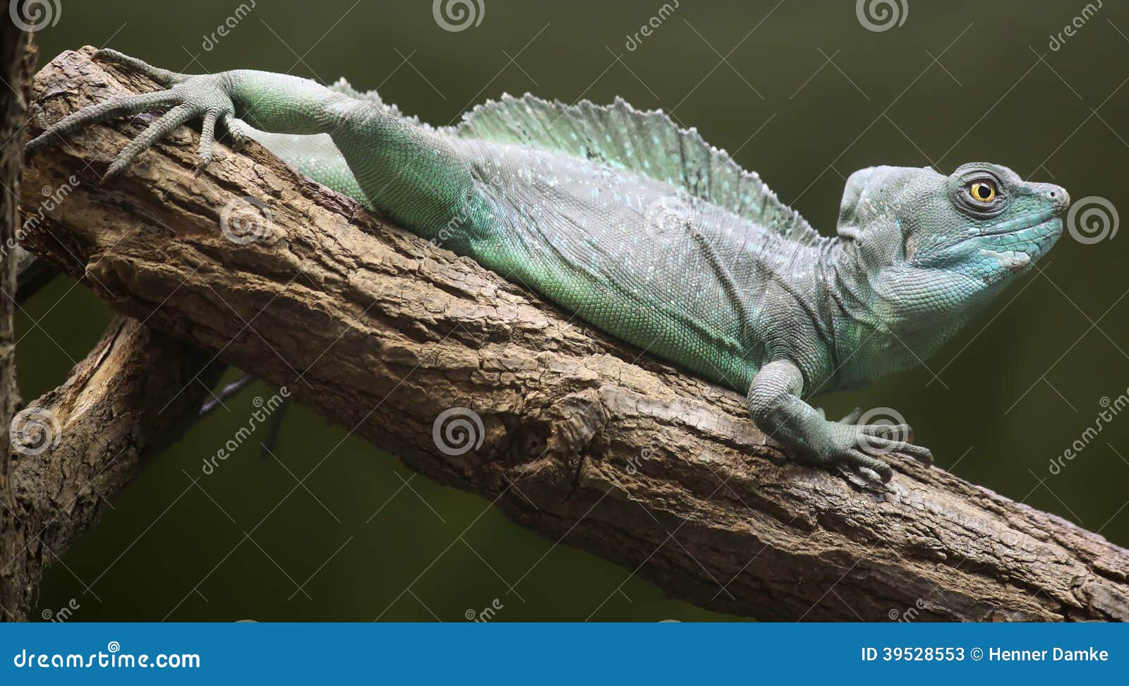 Close-up View of a Plumed Basilisk Stock Image - Image of plumed, green ...