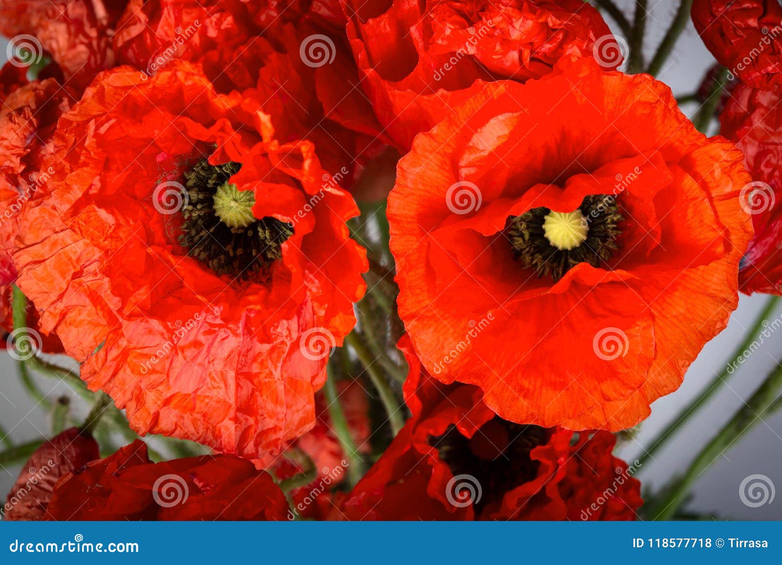Poppy Flowers, Close Up View Stock Photo - Image of design, flower ...