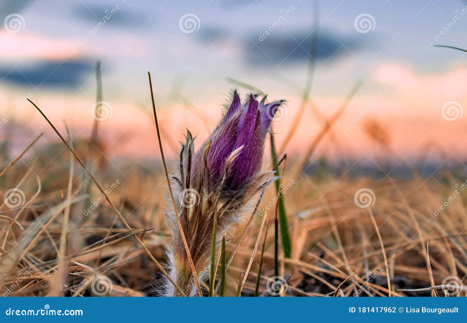 Prairie Crocus at Sunrise stock photo. Image of flower - 181417962